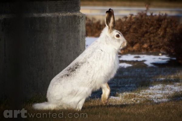 Northern Jack Rabbit by Dwight Hildebrand | ArtWanted.com